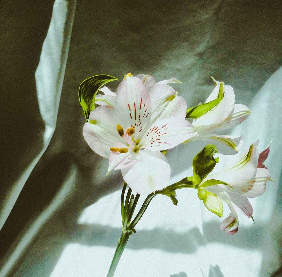 Sarah Law – Heart of Flesh Literary Journal