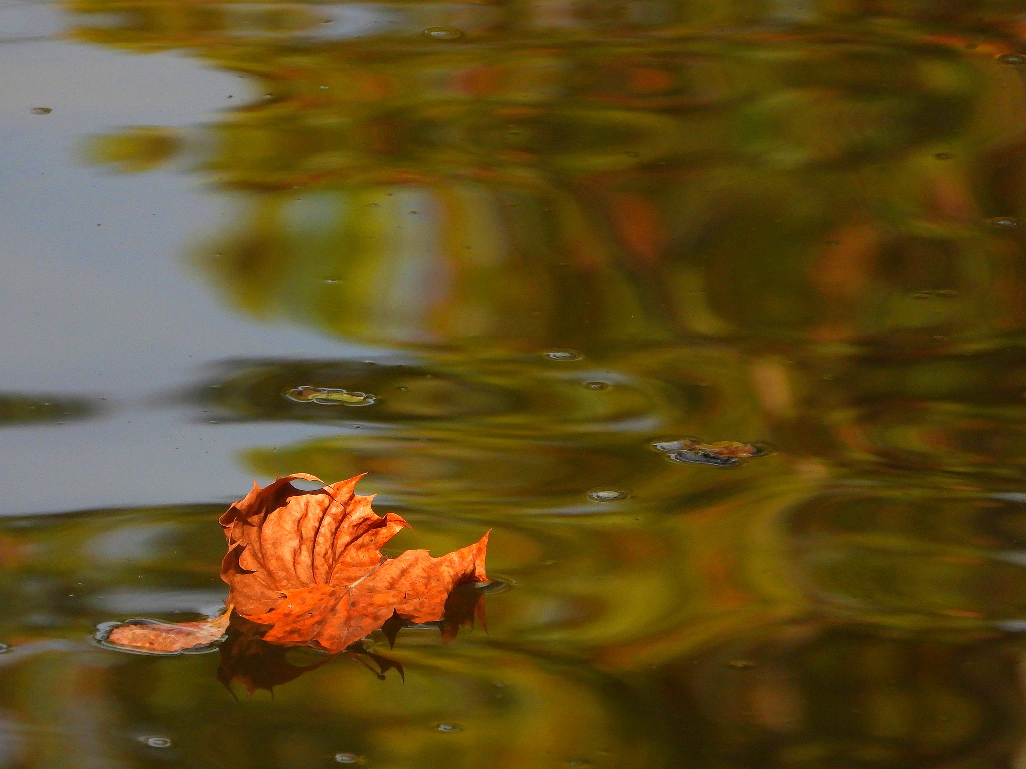 Sherry Poff – Heart of Flesh Literary Journal